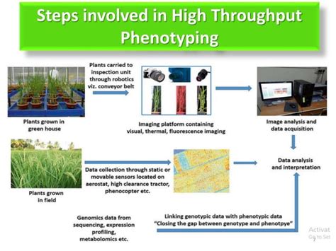 high throughput plant phenotyping in crop improvement pptx
