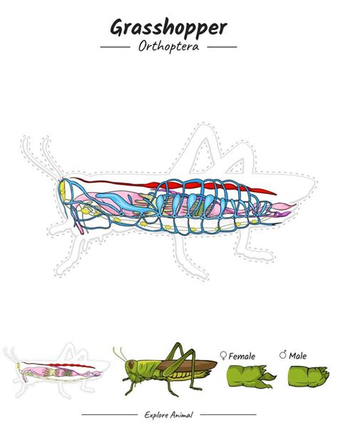 Grasshopper Anatomy Template Stock Vector Illustration Of Pattern Brand 289426191