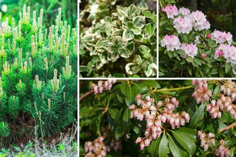 10 Stunning Red Flowering Shrubs Garden Lovers Club