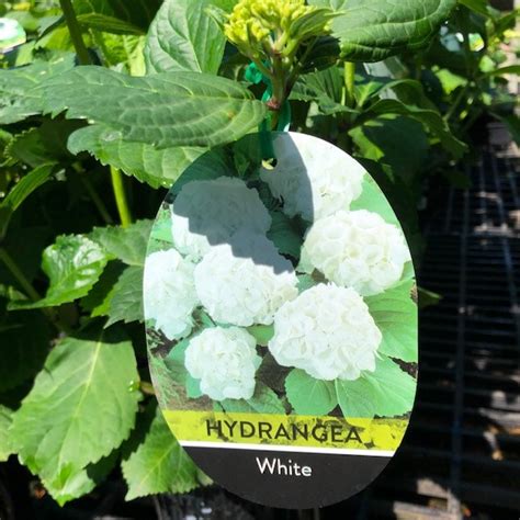 Hydrangea Macrophylla Varieties