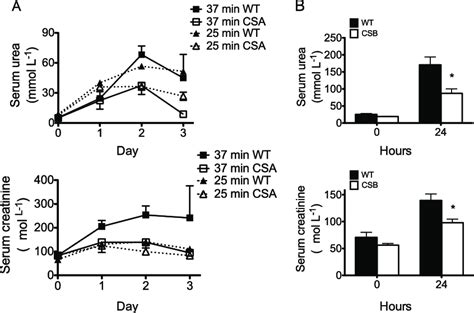 Protection From Renal Ischemia Reperfusion Correlates With Genetic