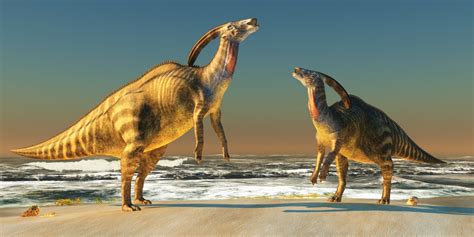 Duck Billed Dinosaur Fossils Found In Big Bend 35 Years Ago Now New