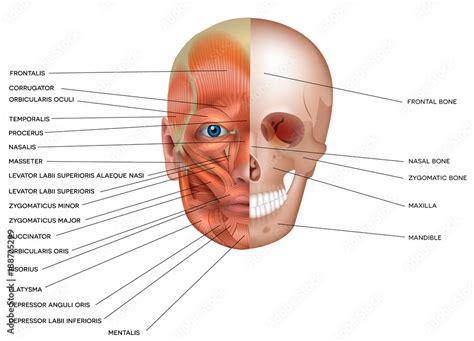 Muscles And Bones Of The Face Detailed Bright Anatomy Isolated On A