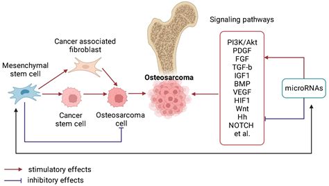 Signal Pathways And Micrornas In Osteosarcoma Growth And The Dual Role