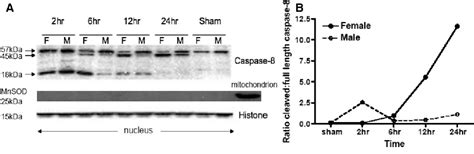 Figure 1 From Sex Differences In Caspase Activation After Stroke Semantic Scholar
