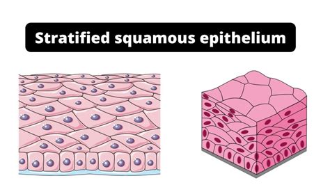 Stratified Squamous Epithelium Function Definition Location Types Biology Notes Online