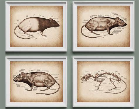 Vintage Rat Anatomy Art Prints Biology Lab Decor Set Of 4 Etsy
