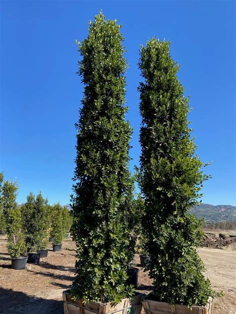 Indian Laurel Columns Ficus Microcarpa Nitida