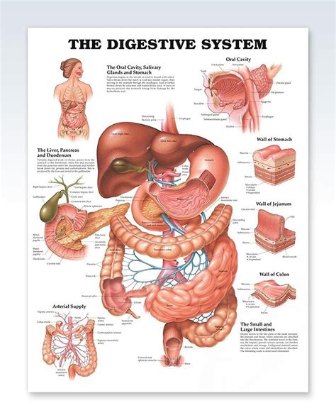 The Digestive System Chart 20x26 Digestive System Anatomy Human Digestive System Digestive