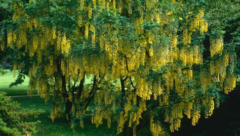 Árbol Lluvia De Oro Despliegue Mágico De Flores Amarillas Concienciaeco