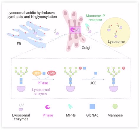 溶酶体酶转运因子 Lyset生物功能的研究进展 生物器材网