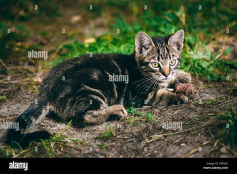 Playful Cute Tabby Gray Cat Kitten Pussycat Play In Grass Outdoor