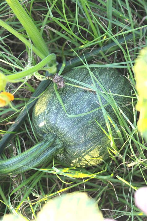 Pumpkin Plants