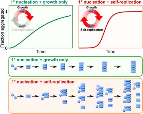 Uncovering The Universality Of Self Replication In Protein Aggregation