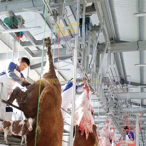 Complete Beef Processing Kill Floor Equipment Cattle Abattoir Plant
