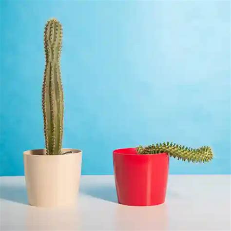 Erectile Dysfunction Supplements And Products