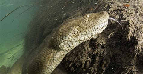 8m 괴물 아나콘다 사진 보니