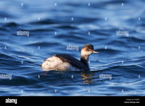 Black Necked Grebe Eared Grebe Podiceps Nigricollis Swimming In Sea
