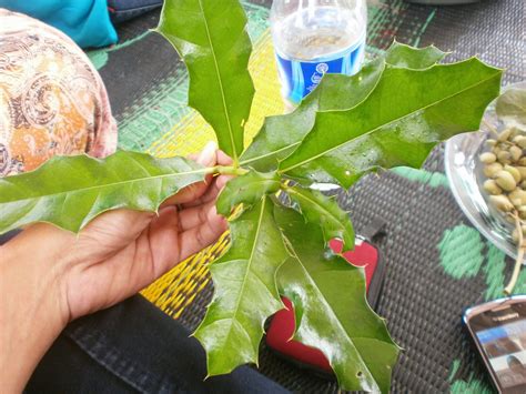 Gambar Pokok Jeruju Segalanya Tentang Tumbuhan Gambar Daun Di Rebanas Rebanas