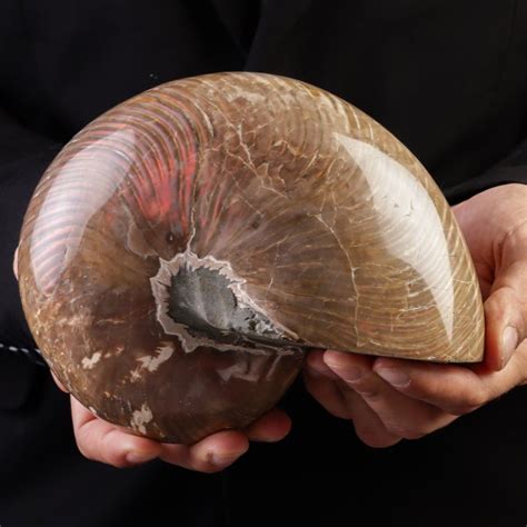 Extra Quality Perlized Fossil Shell Giant Fossil Nautilus Fossilised