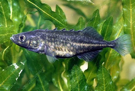 Brook Stickleback Stock Image Z605 1361 Science Photo Library