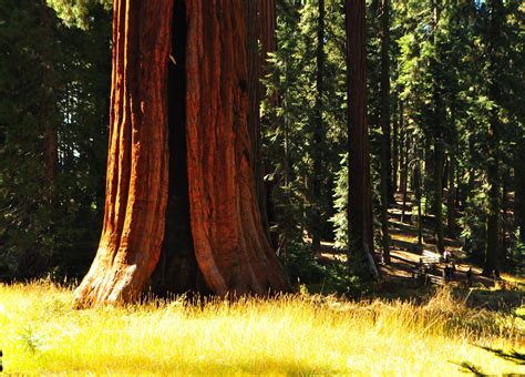 Travels Trails And Tales Yosemite Day Five Mariposa Grove Wawona