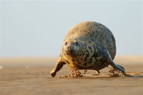 Comedy Wildlife Photo Awards 2023 The Finalists Cnn
