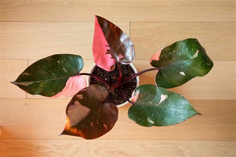 How To Grow And Care For Pink Princess Philodendron