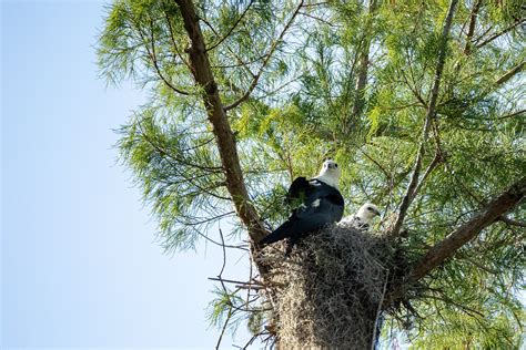 Swallow Tailed Kite Audubon Field Guide
