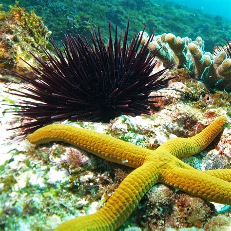 Echinoderms Species Encyclopedia Fishipedia