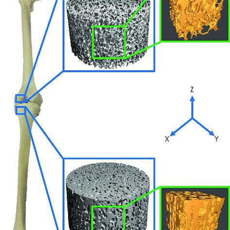 Pdf Differing Trabecular Bone Architecture In Dinosaurs And Mammals