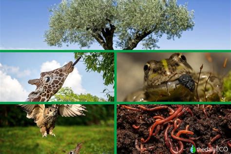 Biotic Factors Definition Characteristics Classification And Examples