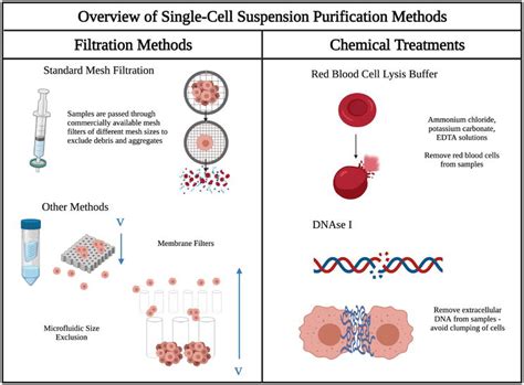 Preparation Of Tissues And Heterogeneous Cellular Samples For Single