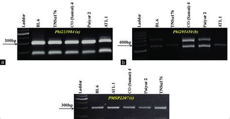 Screening Of Little Millets Using Maize Ssr Markers Ab And Pearl Download Scientific Diagram
