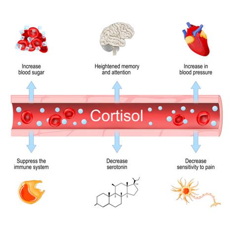 Kortisol Foto Stok Potret And Gambar Bebas Royalti Istock