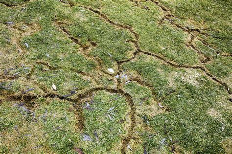 Gopher Garden Damage Fasci Garden