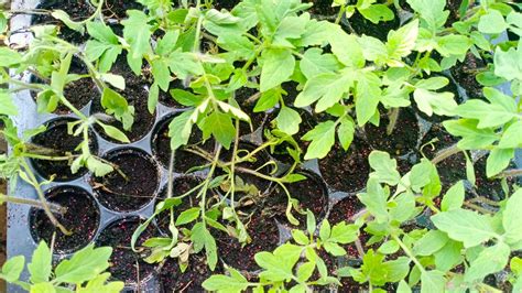 Whats Wrong With My Tomato Seedlings 11 Pro Solutions To Common Problems
