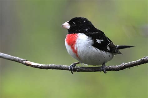 Picture Walks Rose Breasted Grosbeaks Coming Soon South County News