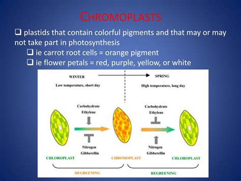 Ppt Cell Structure And Function Powerpoint Presentation Free
