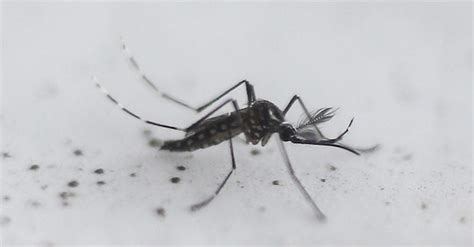 Epa Grants First Permit To Test Gmo Mosquitoes Organic Insider