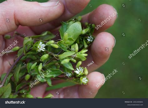 Edible Chickweed
