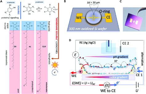 Structure Of Redox Active Lipids And Experimental Setup A Download Scientific Diagram