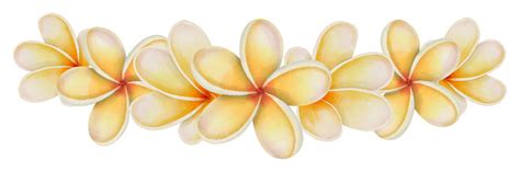 Plumeria 꽃 수채화 그림입니다 Frangipani의 꽃다발과 함께 손으로 그린 스케치 스파 초대장 또는 인사말 카드를 위한 이국적인 식물이 있는 열대 테두리 피는