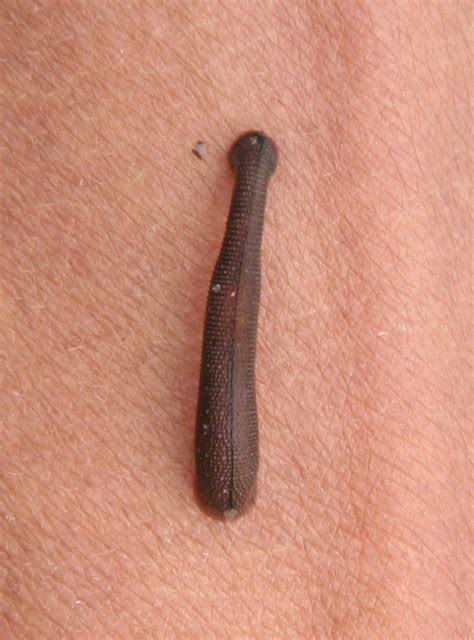 Leech Preparing To Bite A Mans Arm Kalimantan Borneo Indonesian