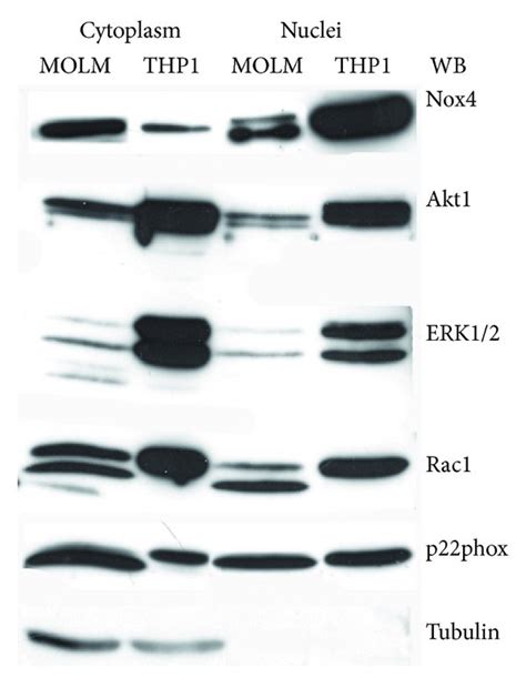 Western Blot Analysis Of Cytosol Cyto And Nuclear Fractions Nuclei