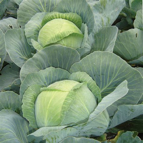 Kāposts Dārza Fitoterapijalv