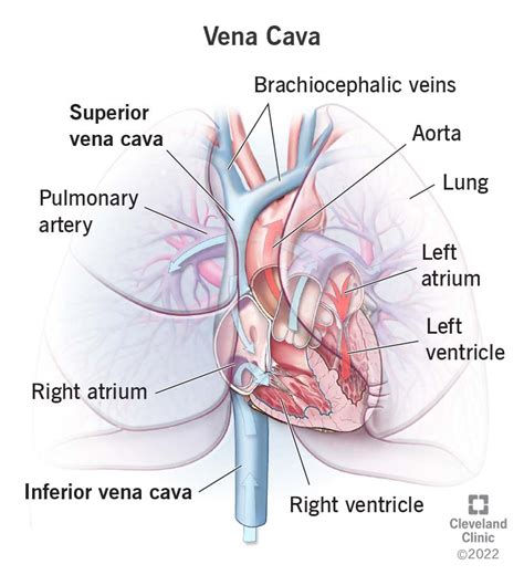 Superior Vena Cava Anatomy Function Clinical Aspects Kenhub