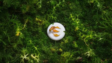 Do Guppies Need Substrate Essential Tips For Your Fish Tank