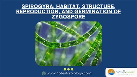 Spirogyra Habitat Structure Reproduction And Best