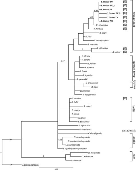 Bayesian Majority Rule Consensus Tree Based On The 16s Rrna Dataset Bi